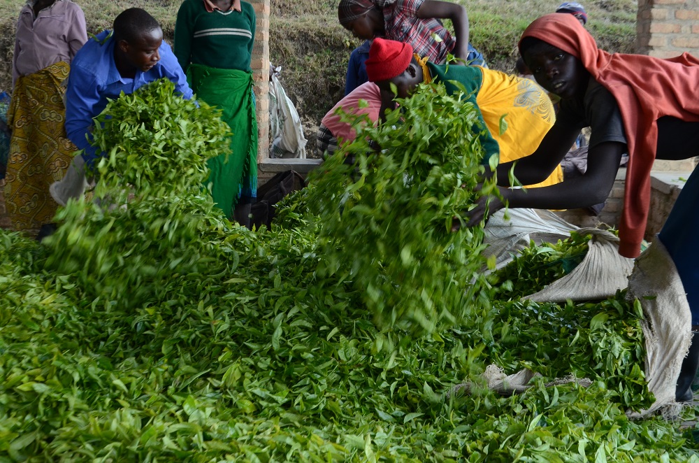 MUSHUBI TEA HAS CHANGED THEIR LIFE STYLE